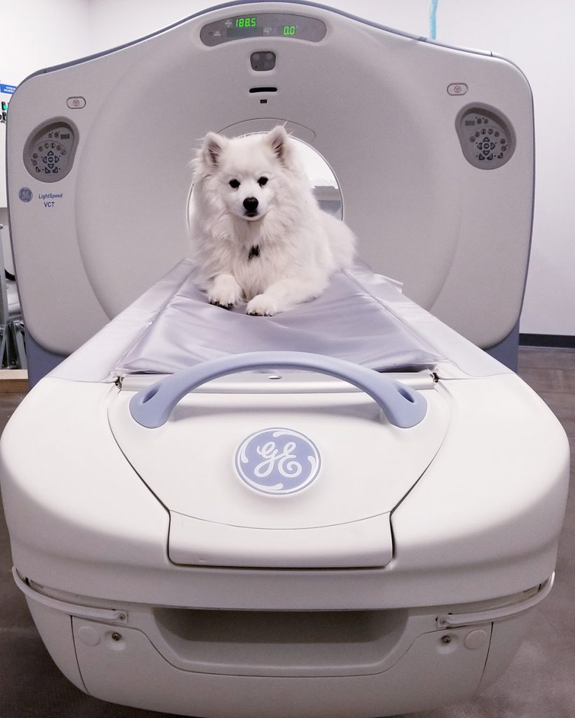 Veterinarian CT - iRad Sales Group